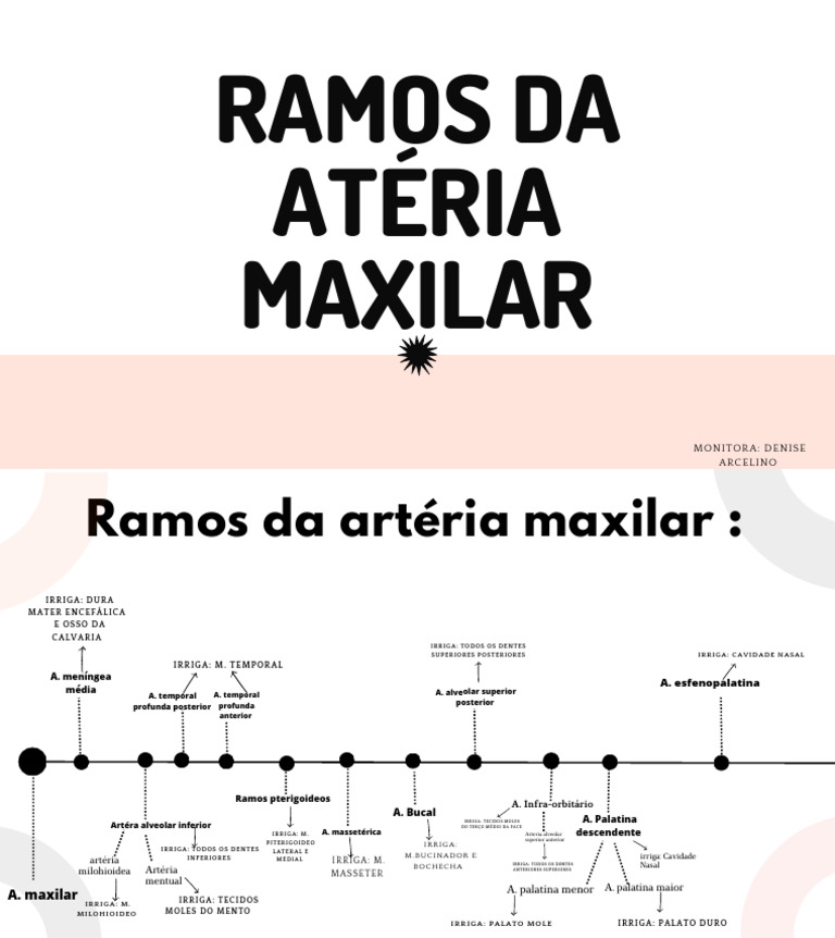 Ramos da artéria maxilar | PDF | Cabeça e pescoço humano | Anatomia