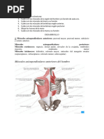 Músculos Del Torso | PDF | Sistema musculoesquelético | Anatomía humana