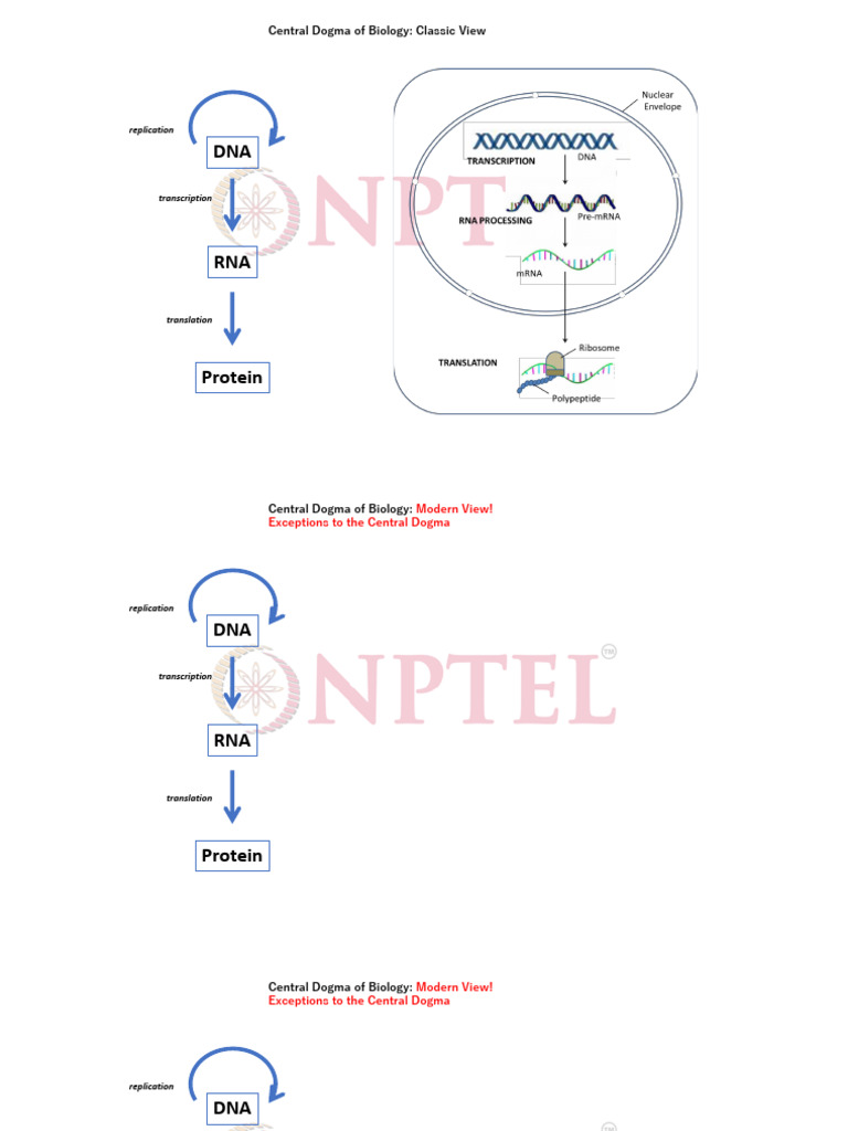 Central Dogma & Mutations Explained | PDF | Rna | Mutation