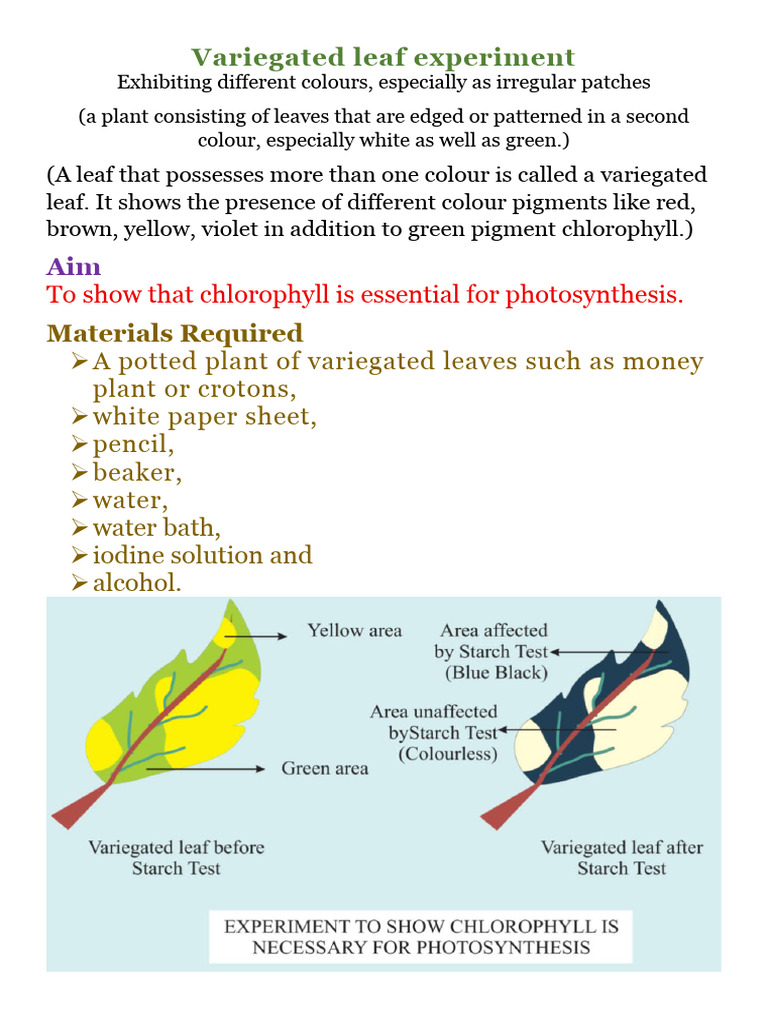 Variegated Leaf Expt | PDF | Leaf | Photosynthesis