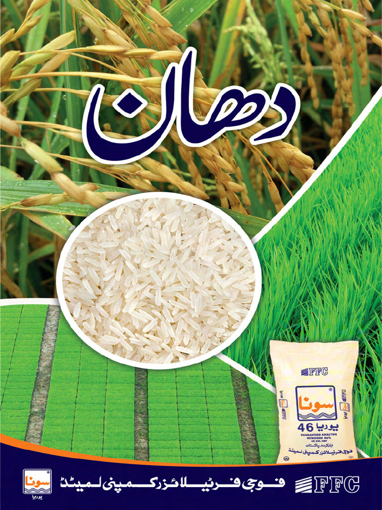 Rice Cultivation 1 | PDF