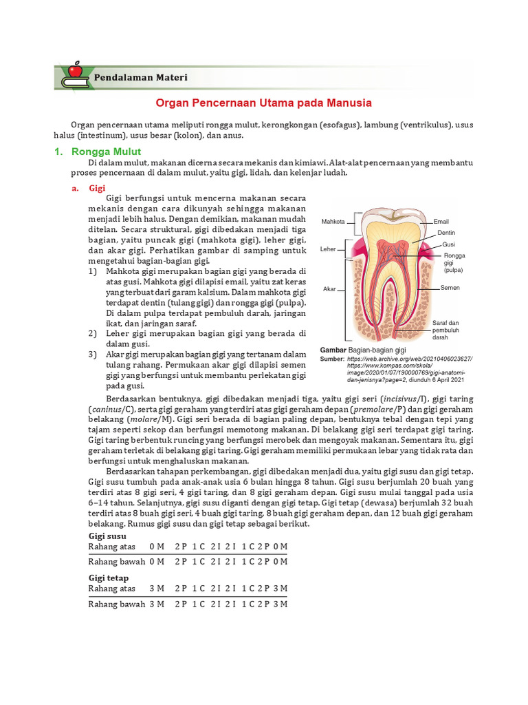 Struktur Gigi LKS Intan Pariwara SMP | PDF