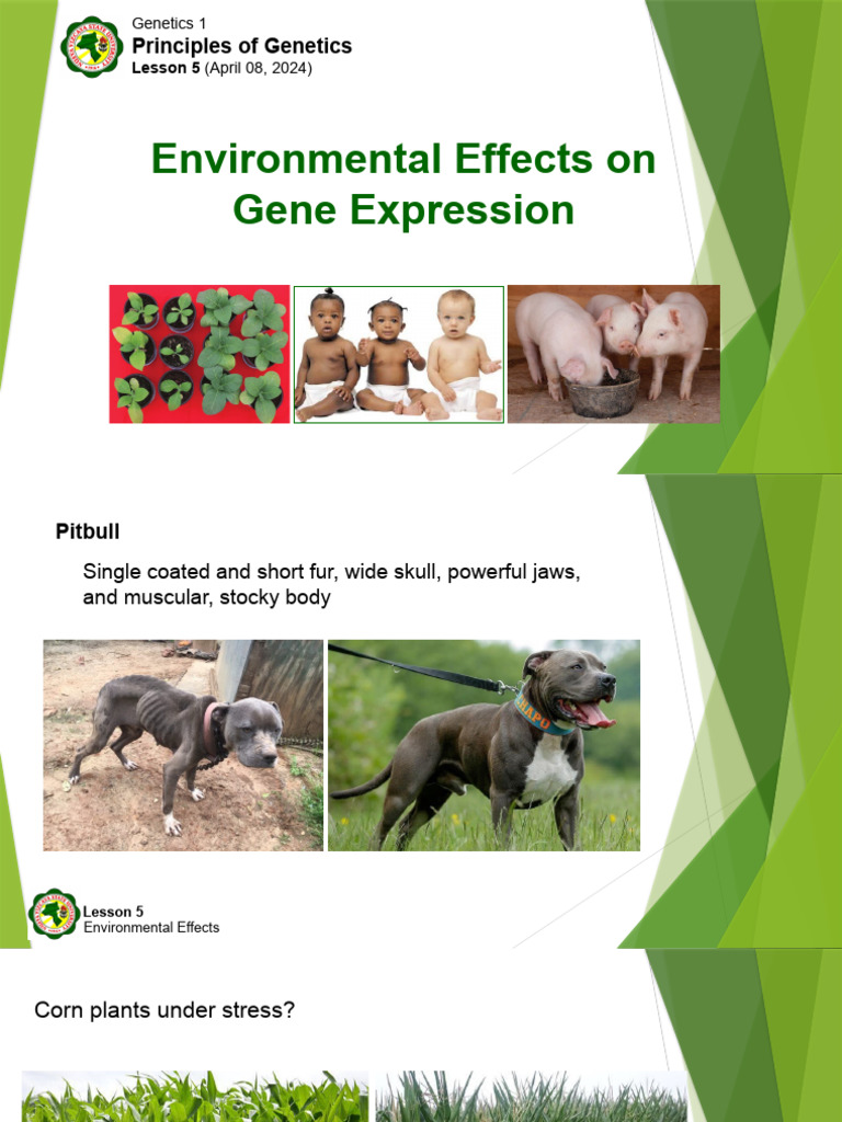 Environmental Effects | PDF | Diabetes | Phenotype