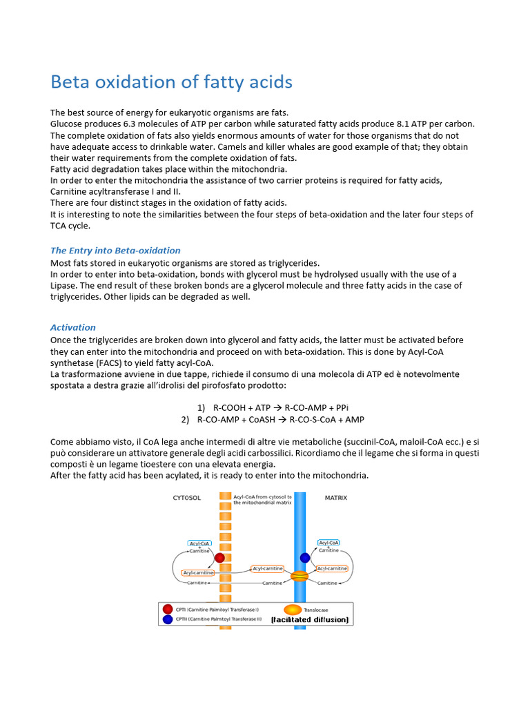 Beta Oxidation 3 | PDF | Fatty Acid | Metabolism