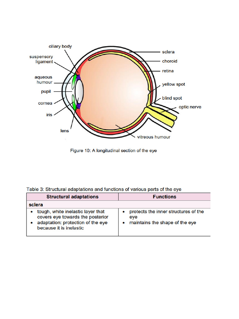 The Eye | PDF