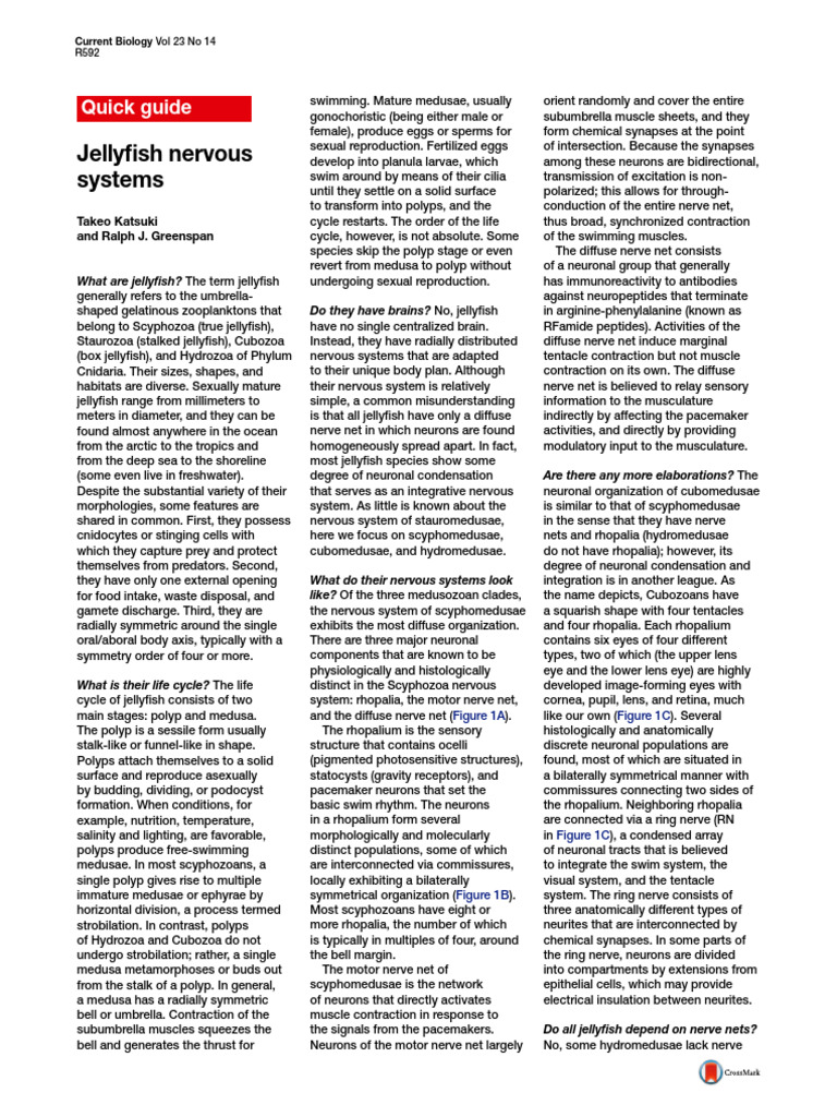 Article Jellyfish Nervous System 359X | PDF | Biology