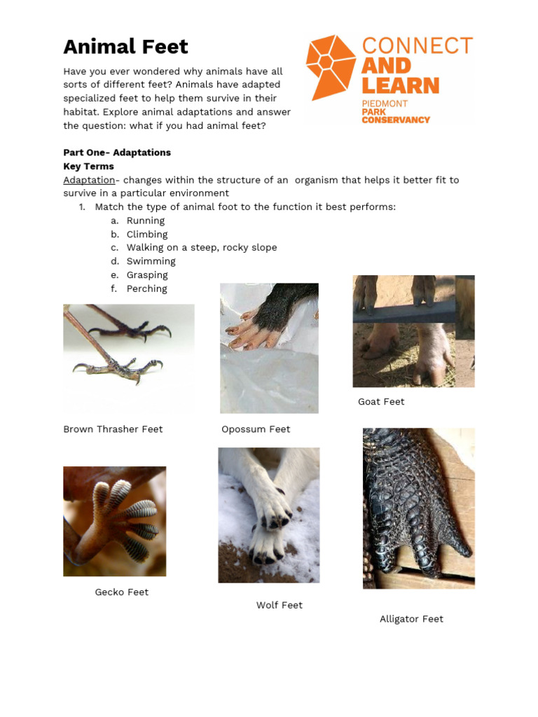 Animal Feet Online Content | PDF | Thumb | Hand