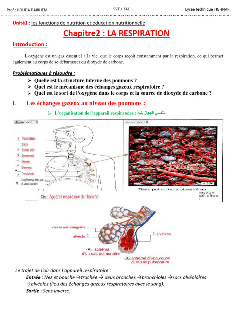 Mécanismes de la respiration humaine | PDF | Système respiratoire ...