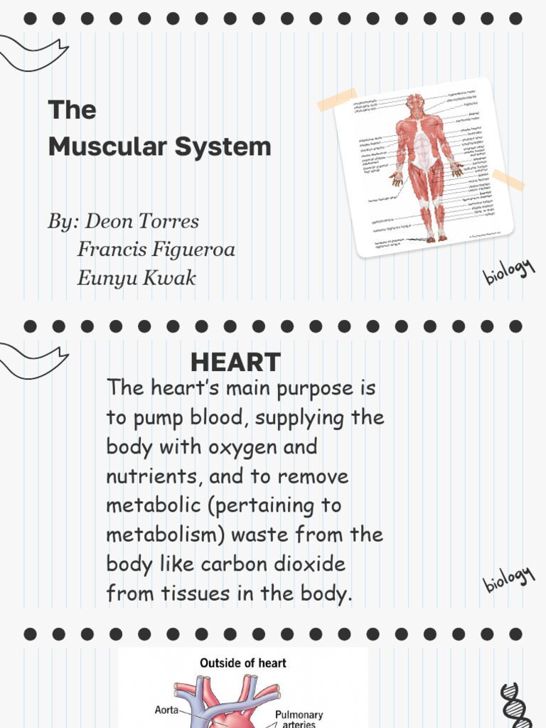 Muscular System | PDF | Muscle | Skeletal Muscle
