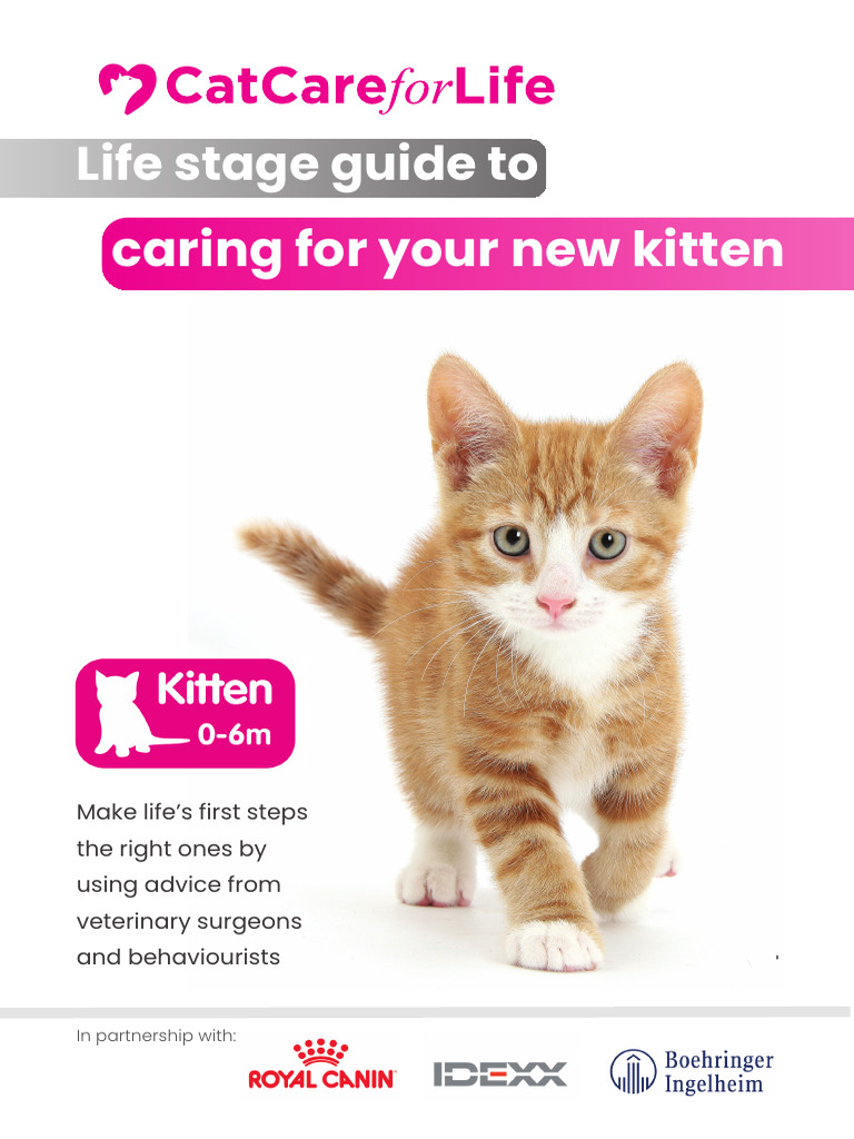 New Kitten Care Guide | PDF | Cats | Kitten