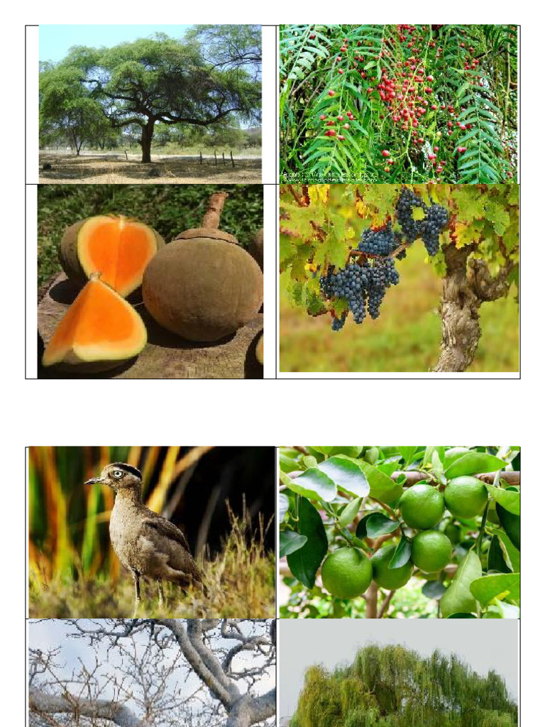 Imagenes para Album Flora y Fauna | PDF