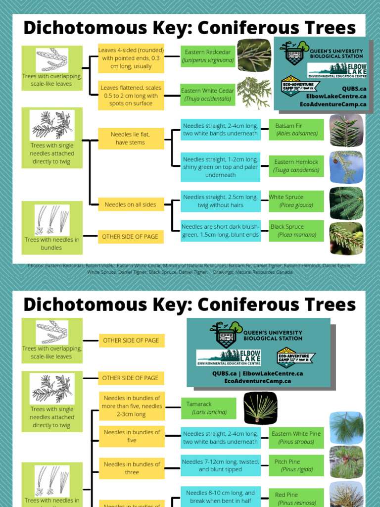 Dichotomous_Key__Coniferous_Trees | PDF | Plants | Trees