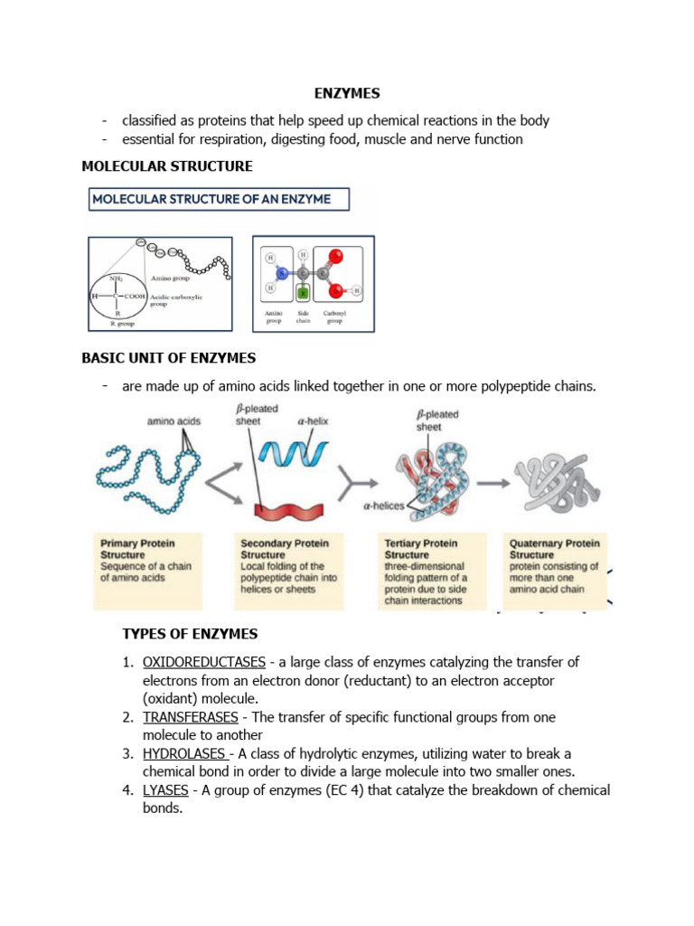 Enzymes Handouts | PDF