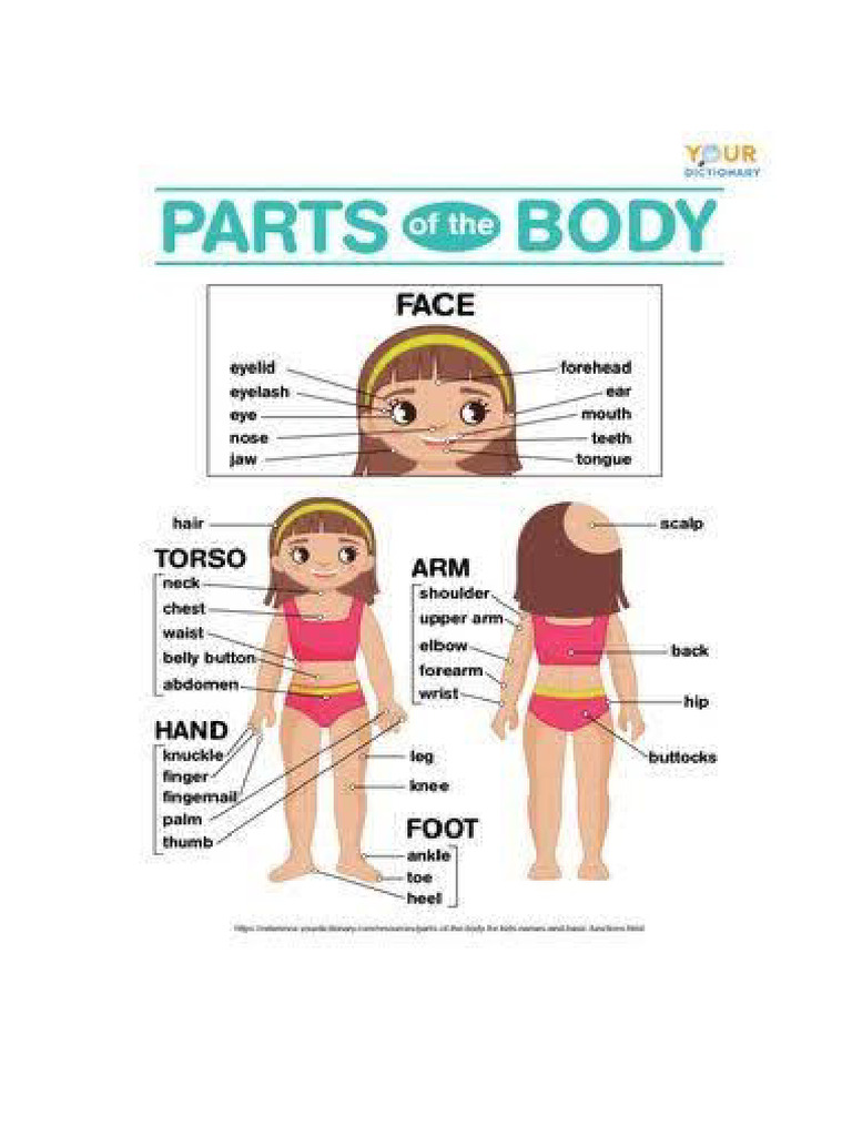 Parts of Body | PDF