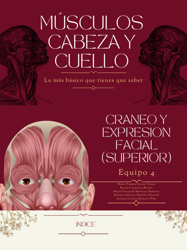 Músculos Cabeza y Cuello | Descargar gratis PDF | Tejido suave | Anatomía