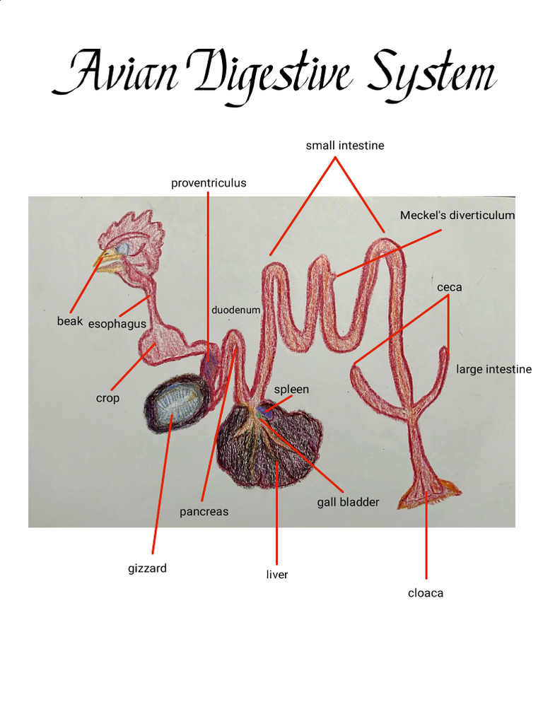 Avian Digestive System | PDF