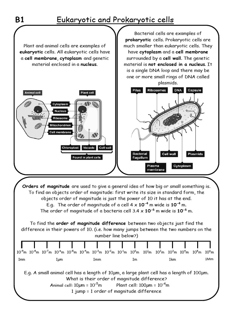 B1 Cell Bio Notes | PDF | Cell (Biology) | Stem Cell