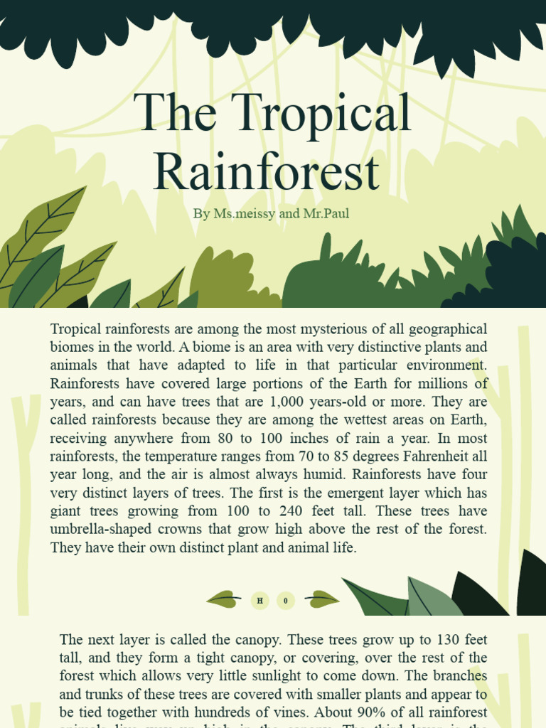 Exploring Tropical Rainforest Layers | PDF | Rainforest | Canopy (Biology)