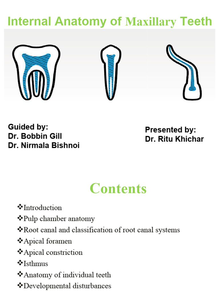 Internal Anatomy of Tooth | PDF | Human Tooth | Mouth