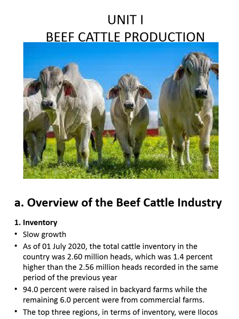 Overview of Beef Cattle Production | PDF | Cattle | Dairy Cattle