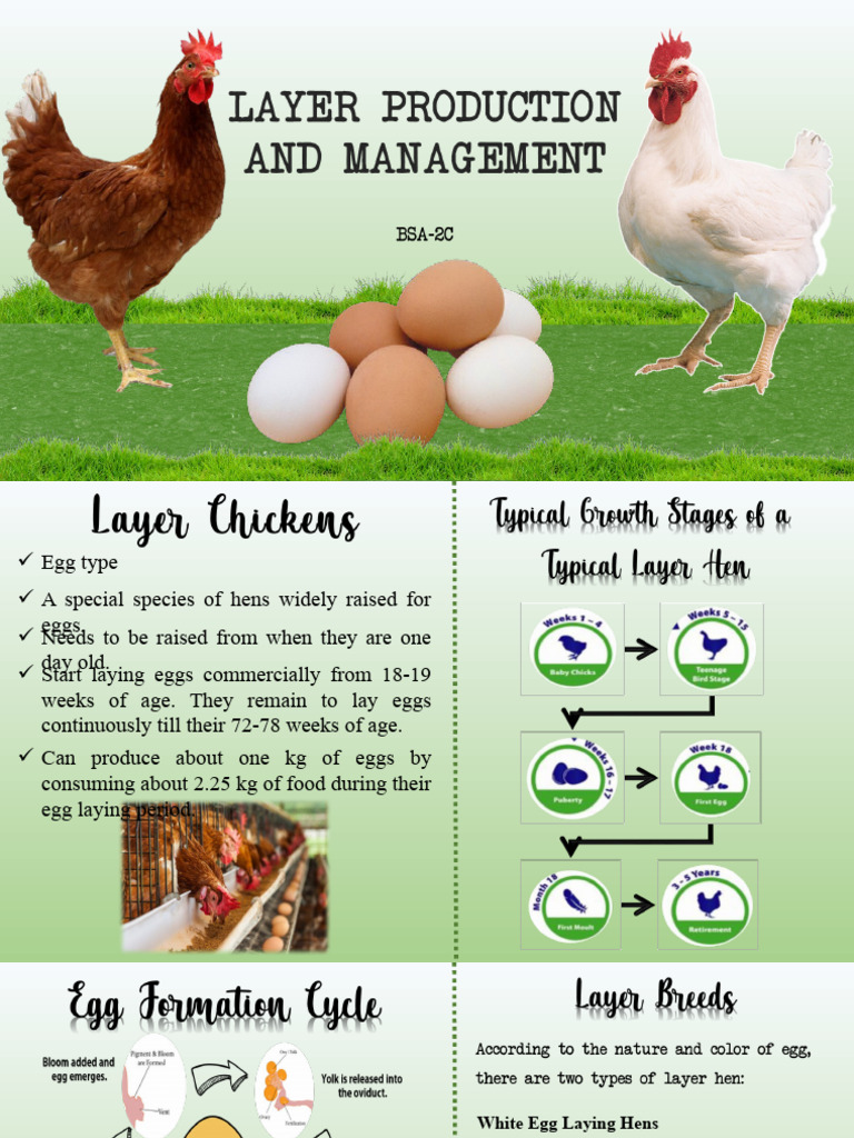 Layer Production and Management BSA 2C | PDF | Poultry Farming | Chicken