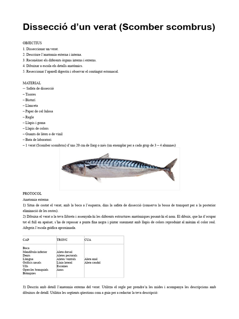 Dissecció Verat Protocol | PDF