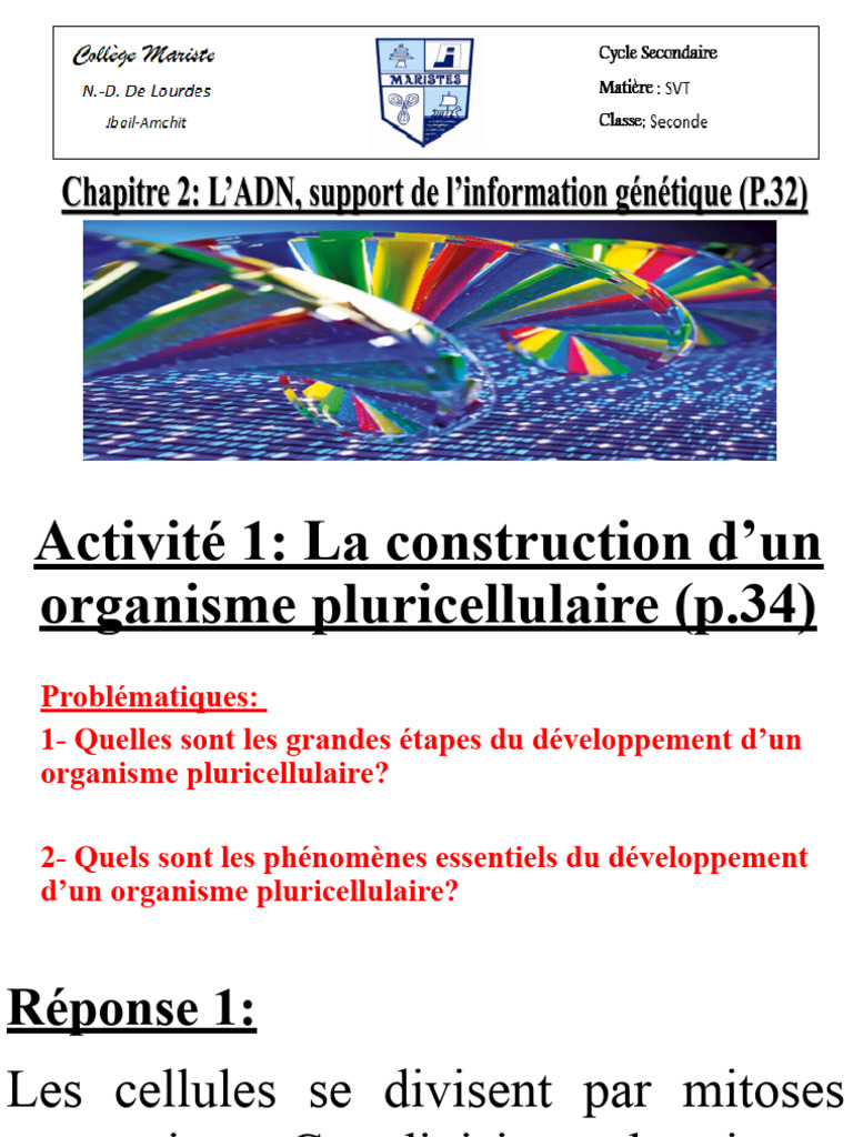 P1 - ch2 - L'ADN - Act.1,2 | PDF | ADN | Gène