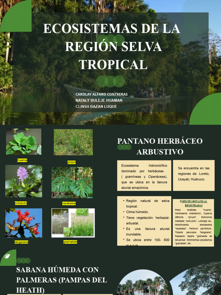 Ecosistemas de La Selva Tropical Final | PDF | Los bosques | Selva