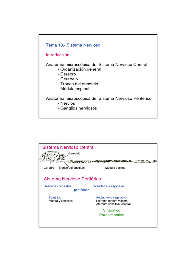 SNervioso Esquemas 11 Web | PDF | Cerebelo | Nervio