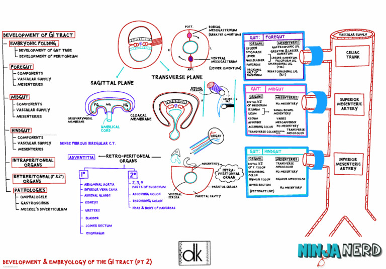 Development & Embryology of the GI Tract- Part 2 (1) Atf | PDF