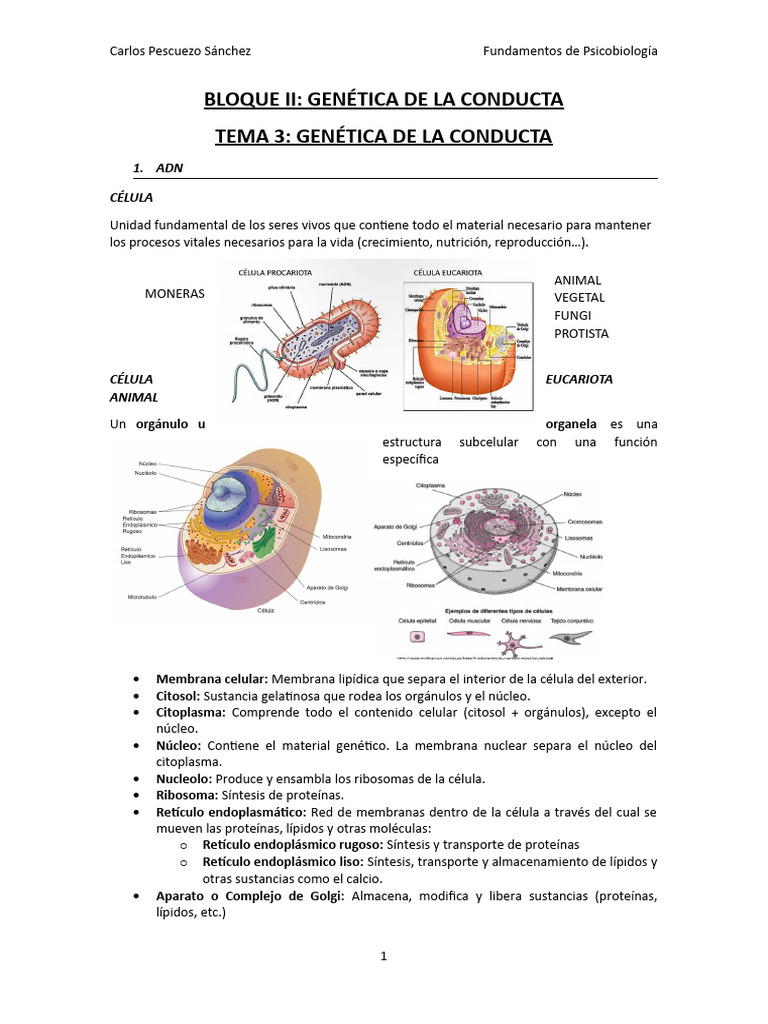 Bloque II Tema 3 | PDF | Biología Celular) | Citoplasma