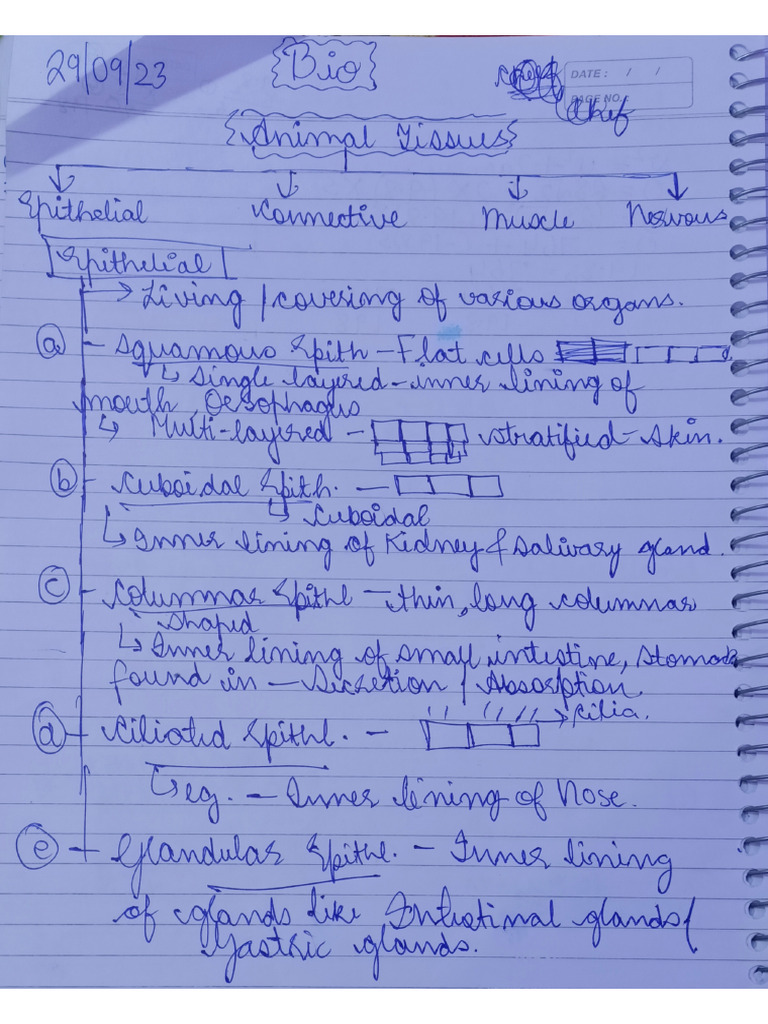 Chap Animal Tissues (BIO) | PDF