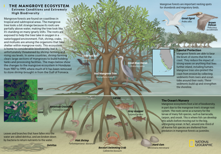 Mangrove Ecosystem Extreme Conditions Extremely High Biodiversity | PDF ...