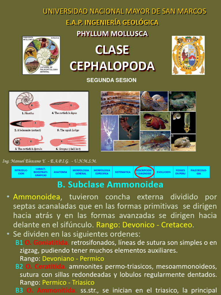 12.clase Cefalopoda Virtual 2 | PDF