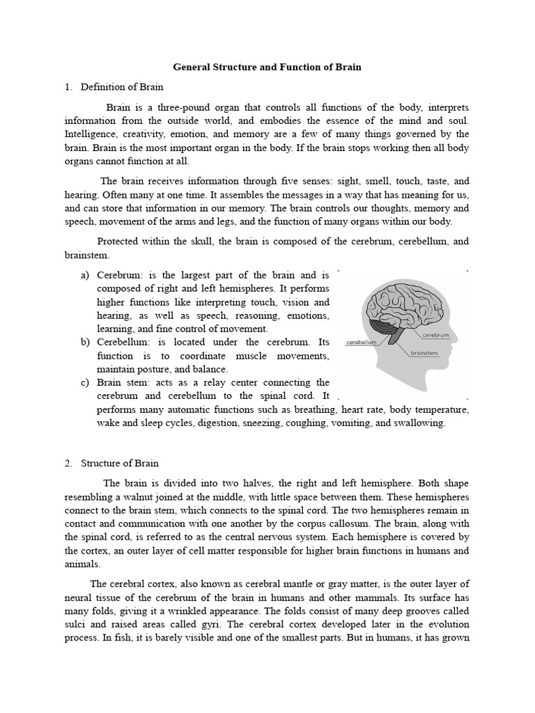Brain Structure and Functions Explained | PDF | Cerebrum | Cerebral ...