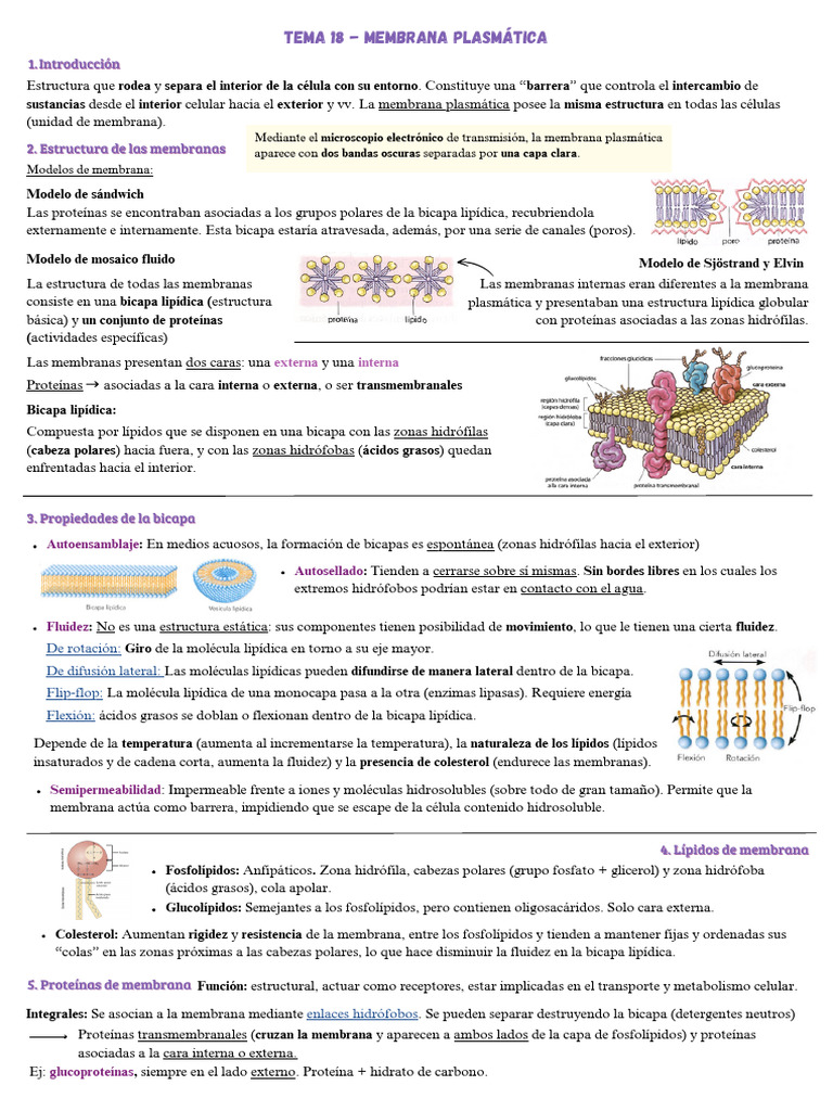 Estructura y funciones de la membrana plasmática | PDF | Membrana ...