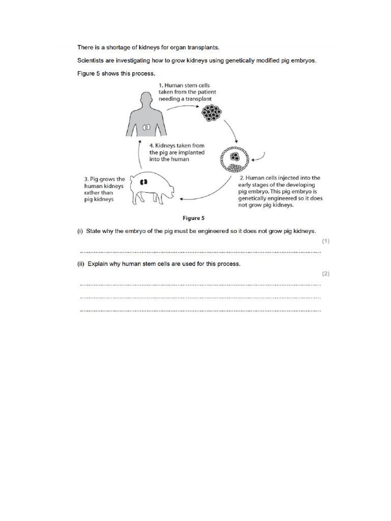 Year 10 Science Revision Cells Animal Cells | PDF