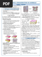 Class 9th Animal Tissue Notes | PDF | Epithelium | Muscle