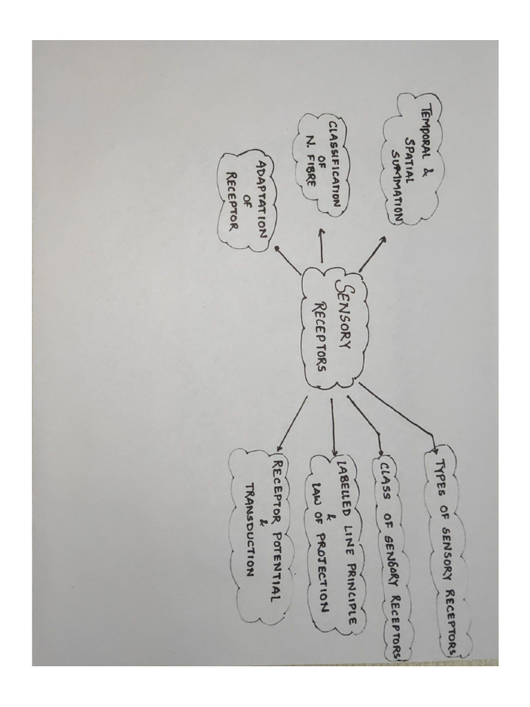 Sensory Receptor | PDF