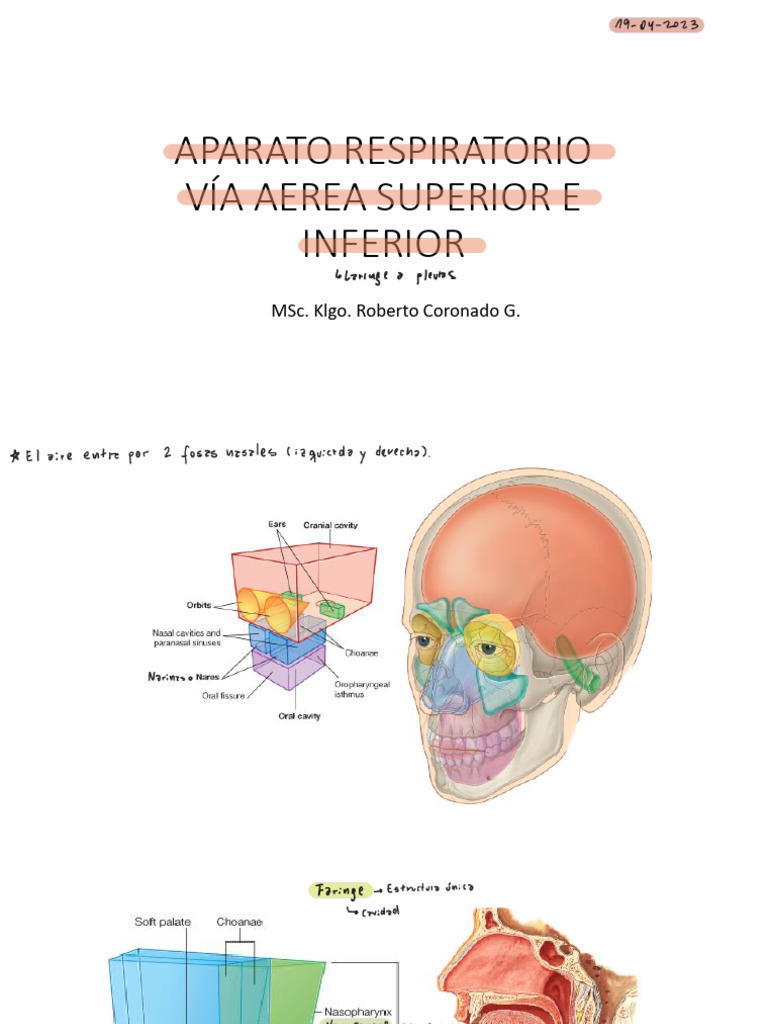 SISTEMA RESPIRATORIO VIA AEREA SUPERIOR E INFERIOR | PDF