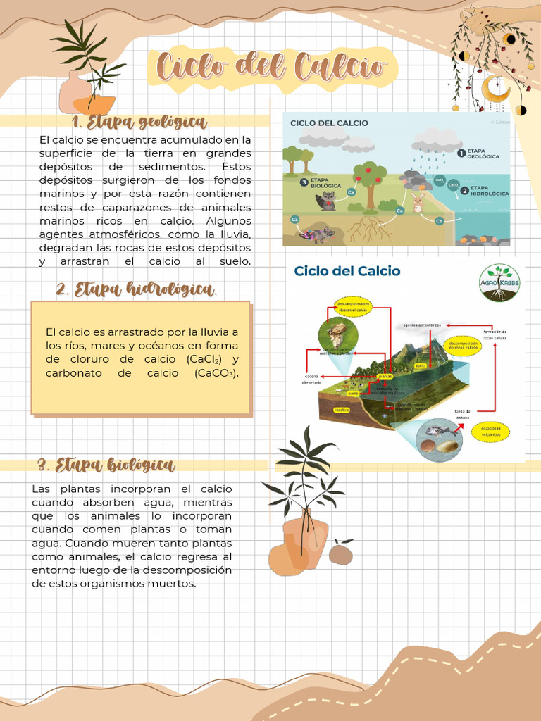 Ciclo Del Calcio | PDF