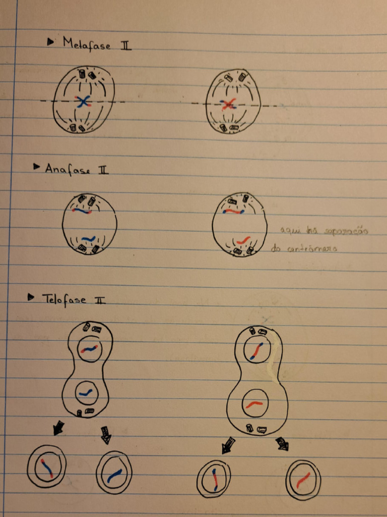 Apontamentos Meiose | PDF