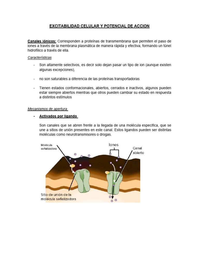 Excitabilidad Celular y Potencial de Accion | PDF | Sinapsis ...