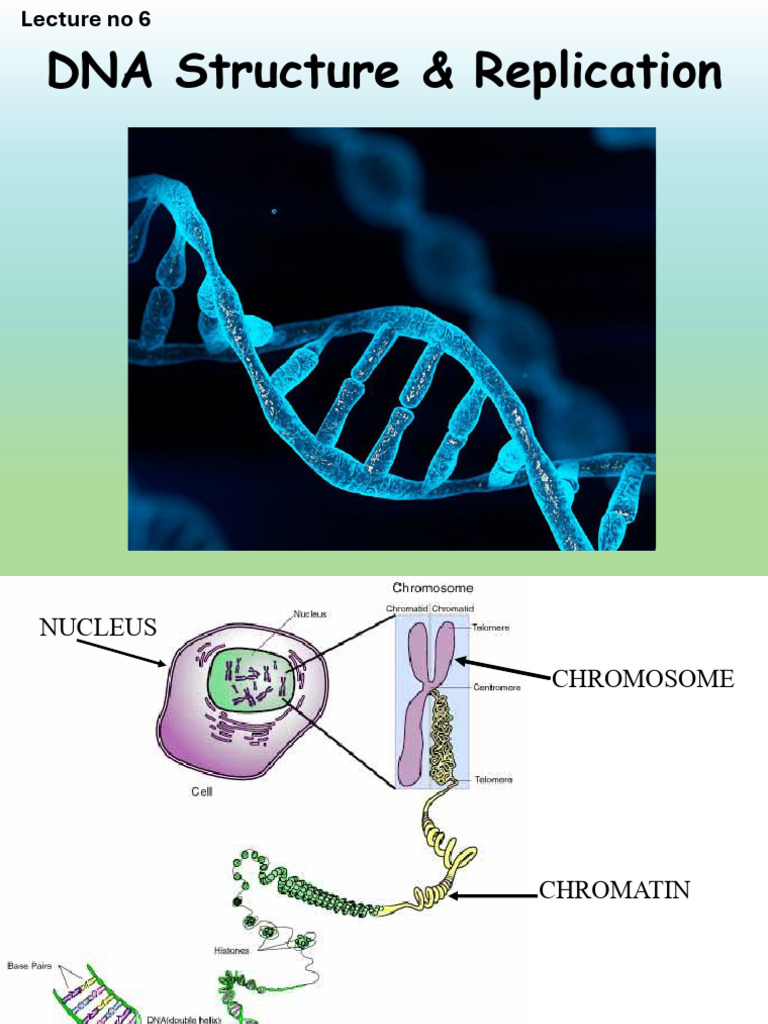 Lecture No 6 - DNA Structure and Replication - Maha Wizrah | Download ... Lecture No 6 - DNA Structure and Replication - Maha Wizrah | Download ...
