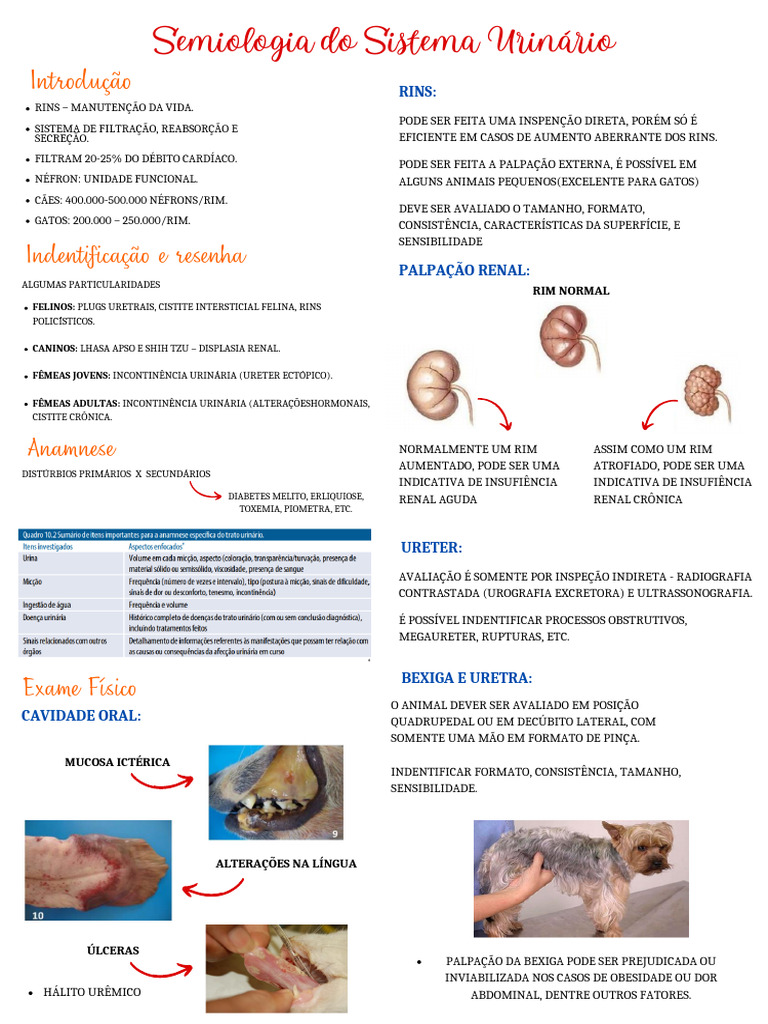 Semiologia do sistema Urinário | PDF | Micção | Rim