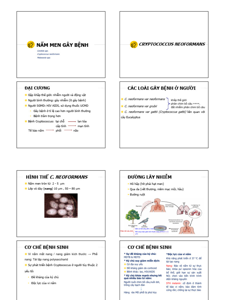 Nam Men Malassezia Cryptococcus 2024 | PDF