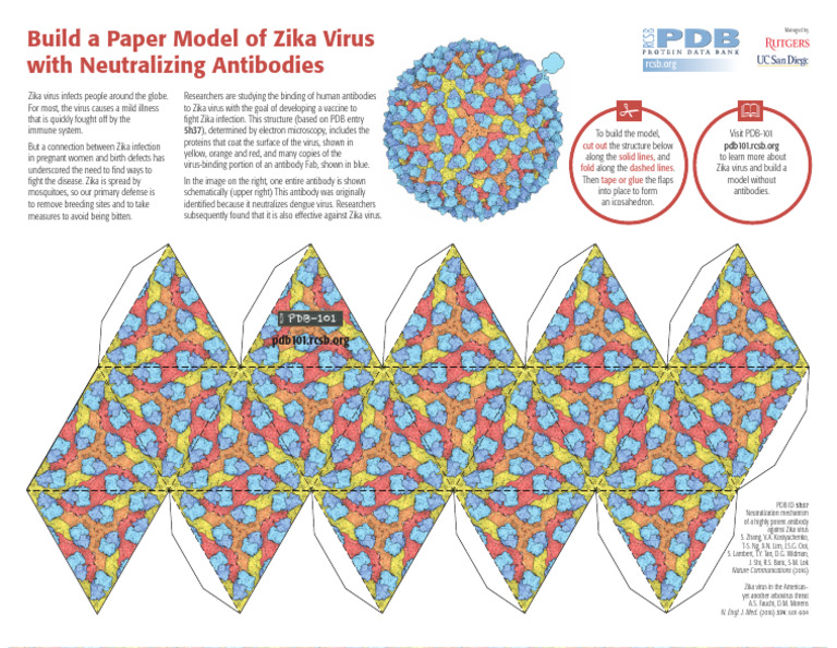 Zika W Antibodies Paper Model | PDF | Zika Fever | Zika Virus