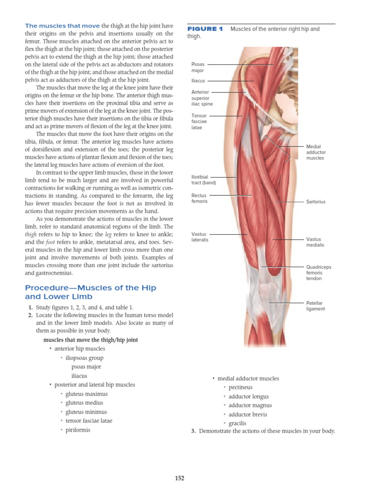 Lab_16 | PDF | Human Leg | Foot