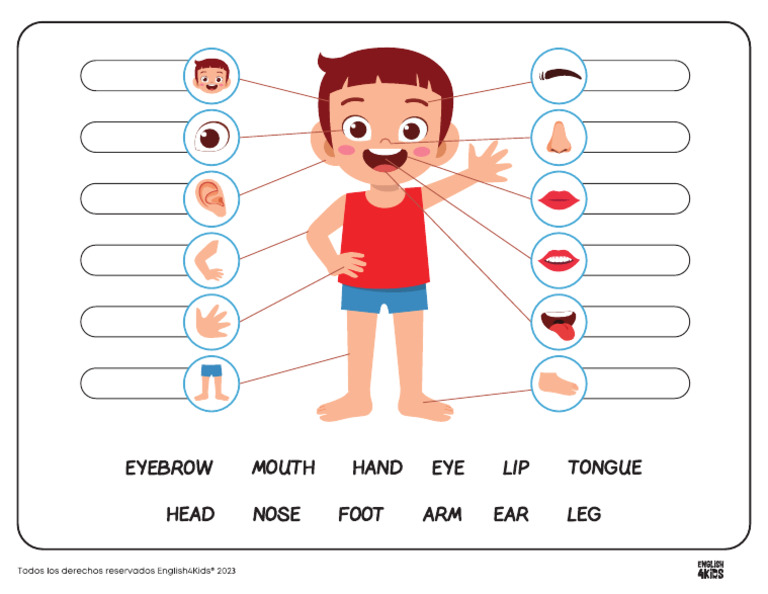 Partes Del Cuerpo En Ingles Para Ninos English4kids Pdf