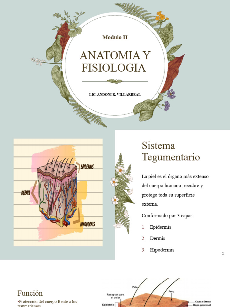 Anatomía del Sistema Tegumentario | PDF | Corazón | Músculo